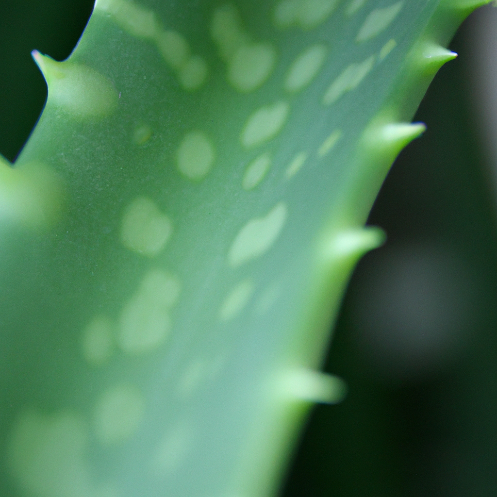 Unlocking the Power of Aloe Vera Inner Leaf: Discover the Secrets of N ...
